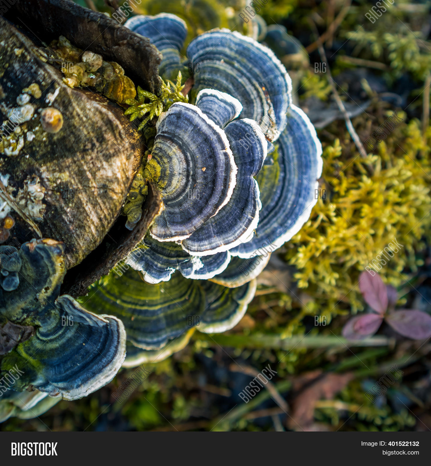 Beautiful Turkey Tail Image & Photo (Free Trial) | Bigstock