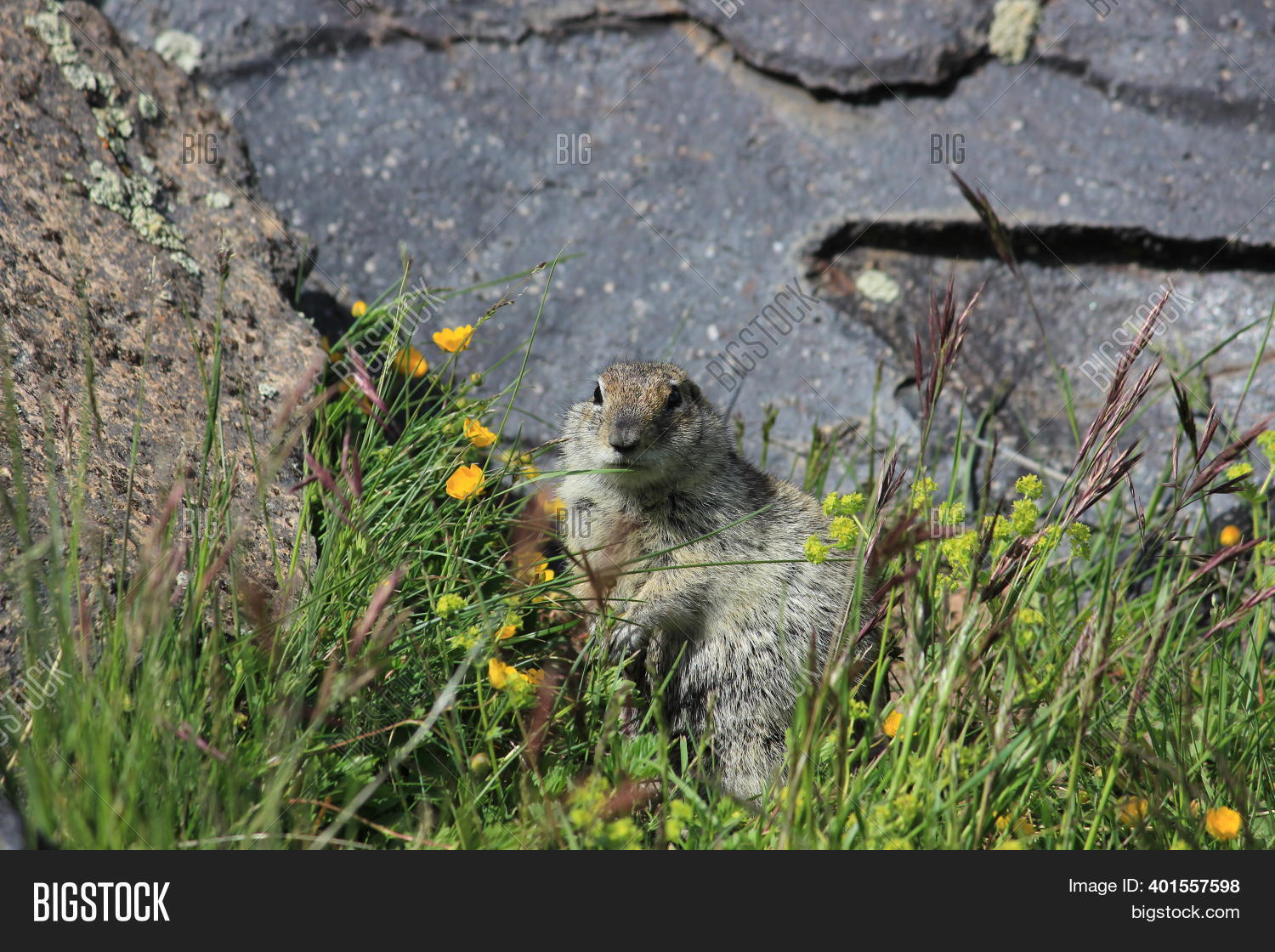 Gopher Rocky Mountains Image & Photo (Free Trial) | Bigstock