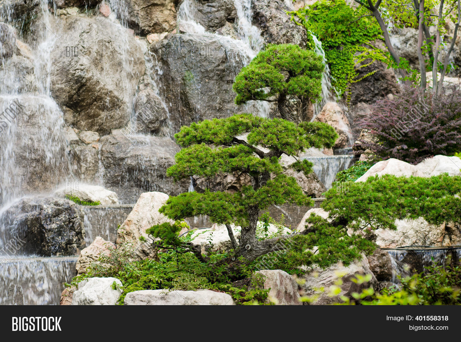 Green Bonsai On Image & Photo (Free Trial) | Bigstock