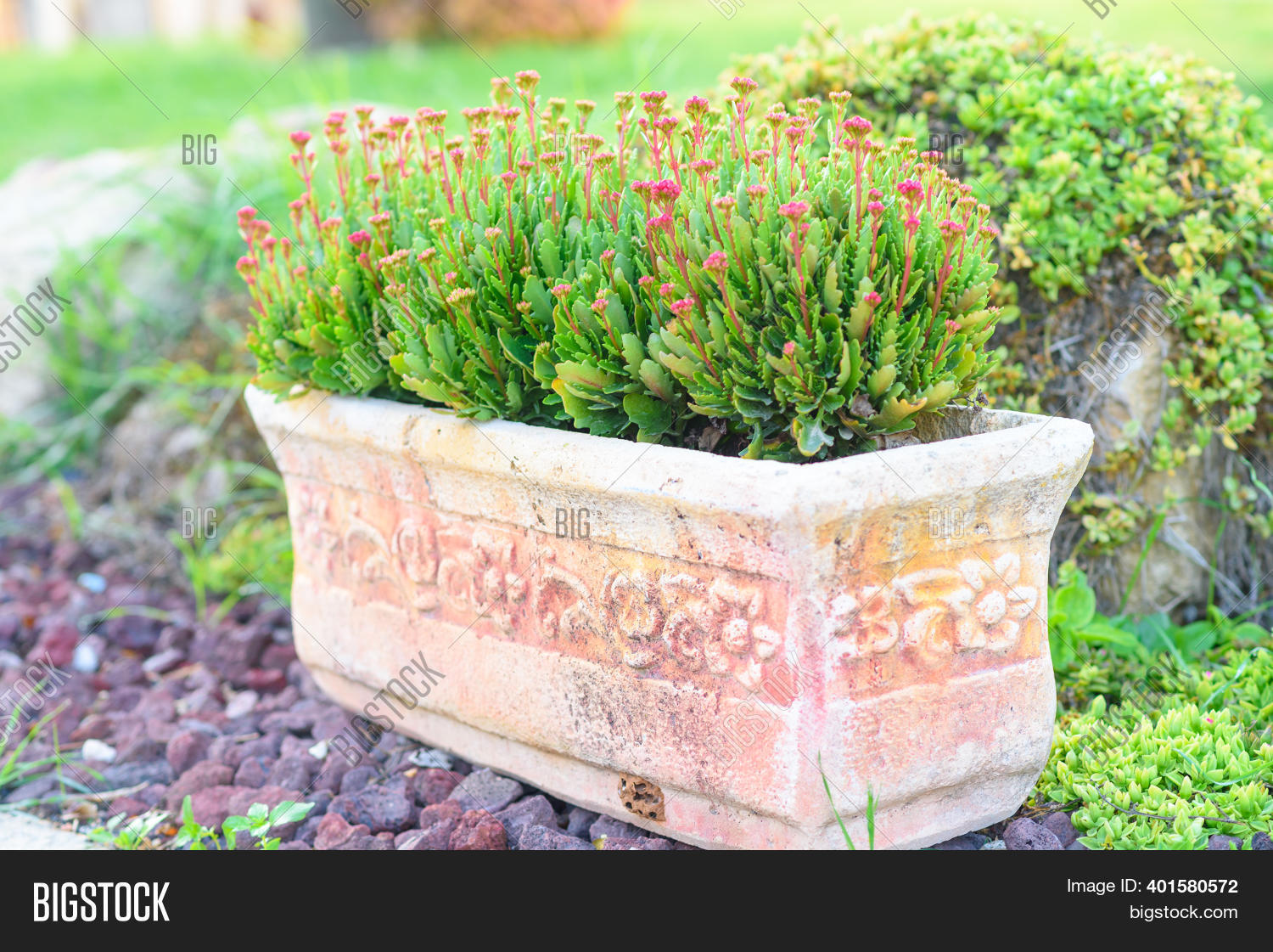 Colorful Small Flowers Image & Photo (Free Trial) | Bigstock