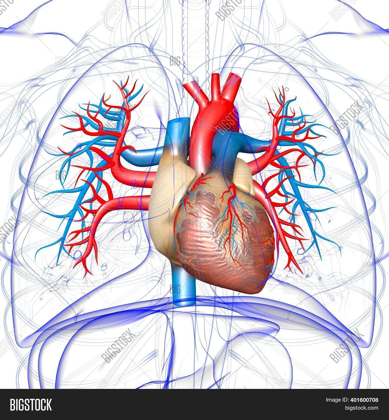 Human Heart Anatomy Image & Photo (Free Trial) | Bigstock