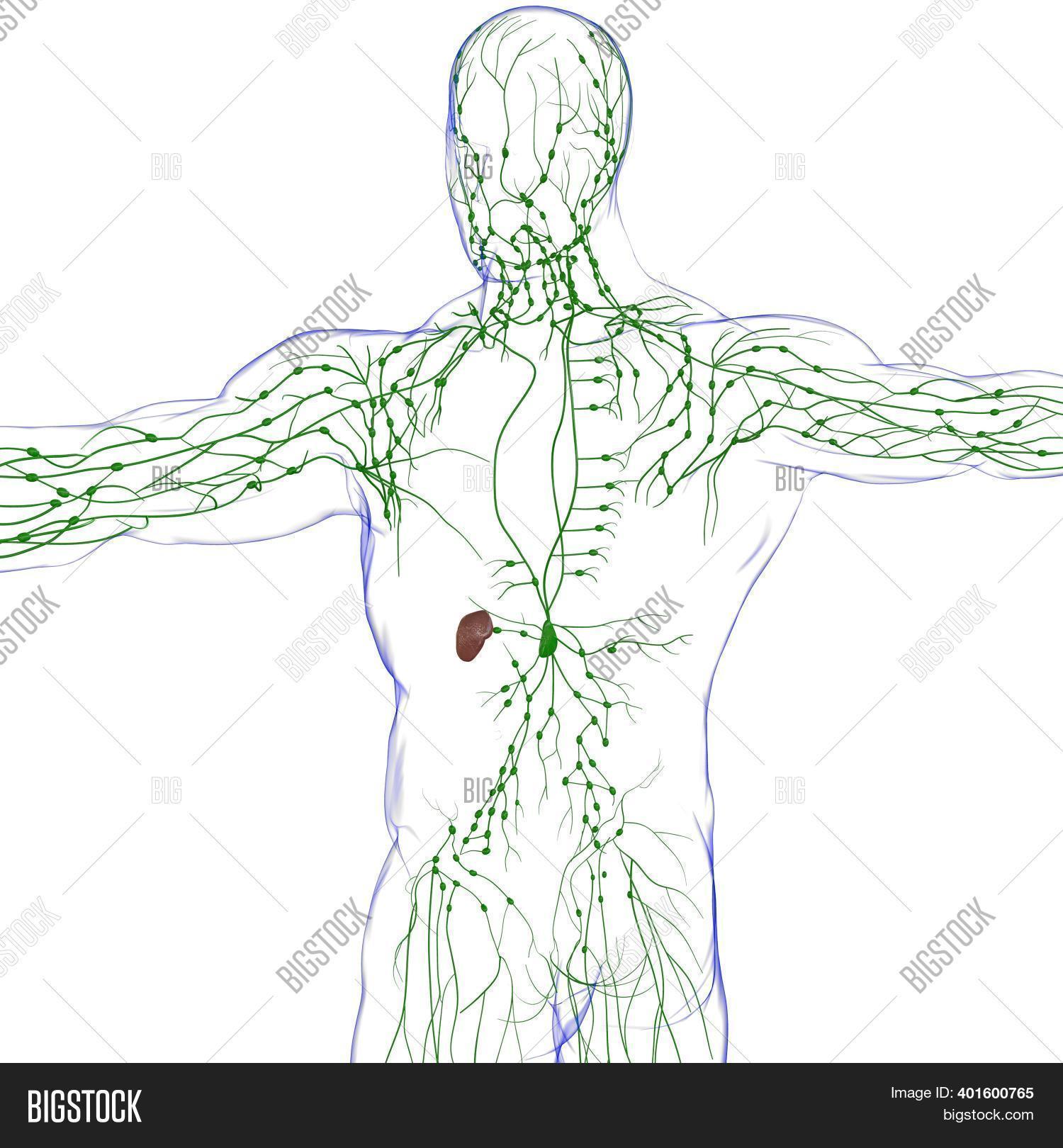 Human Lymph Nodes Image & Photo (Free Trial) | Bigstock