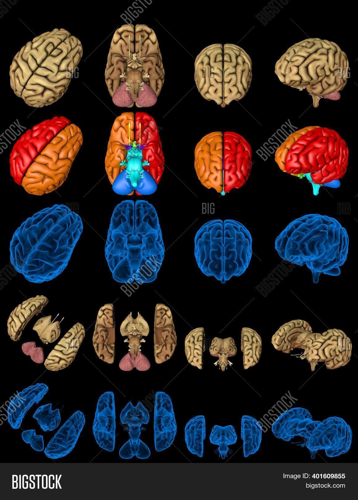 Set Isolated Brain Image & Photo (Free Trial) | Bigstock