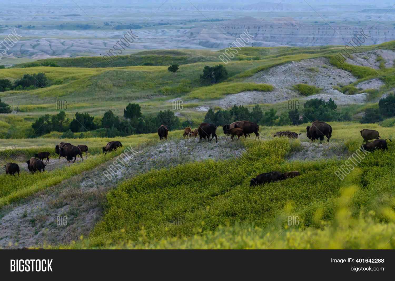 Herd Bison Migrate Image & Photo (Free Trial) | Bigstock