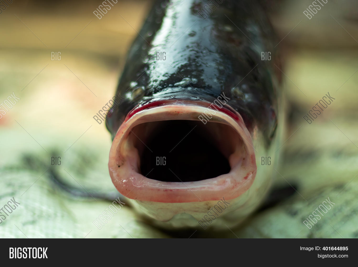 Fish Caught On Net Big Image & Photo (Free Trial) | Bigstock