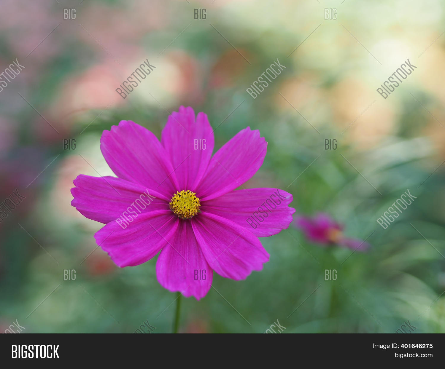 Dark Pink Color Flower Image & Photo (Free Trial) | Bigstock