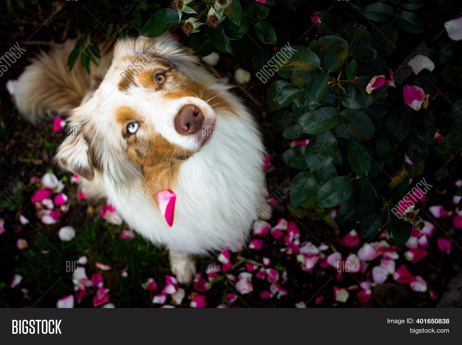 Beautiful Red Merle Image & Photo (Free Trial) | Bigstock