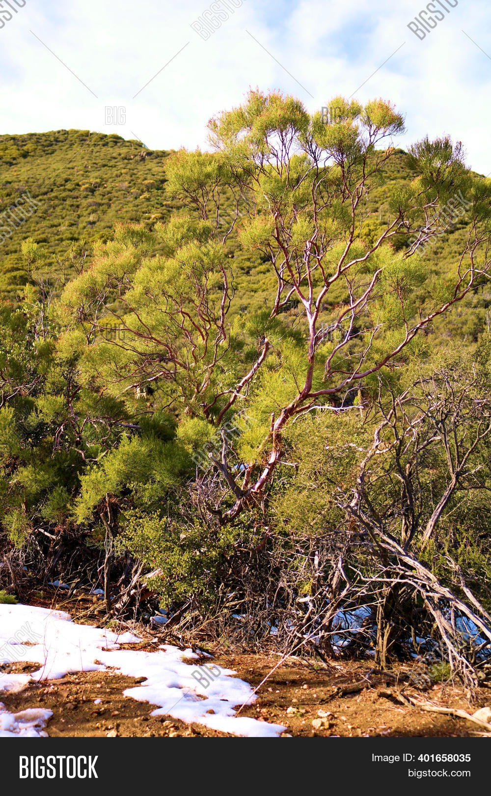 Chaparral Plants Image & Photo (Free Trial) | Bigstock