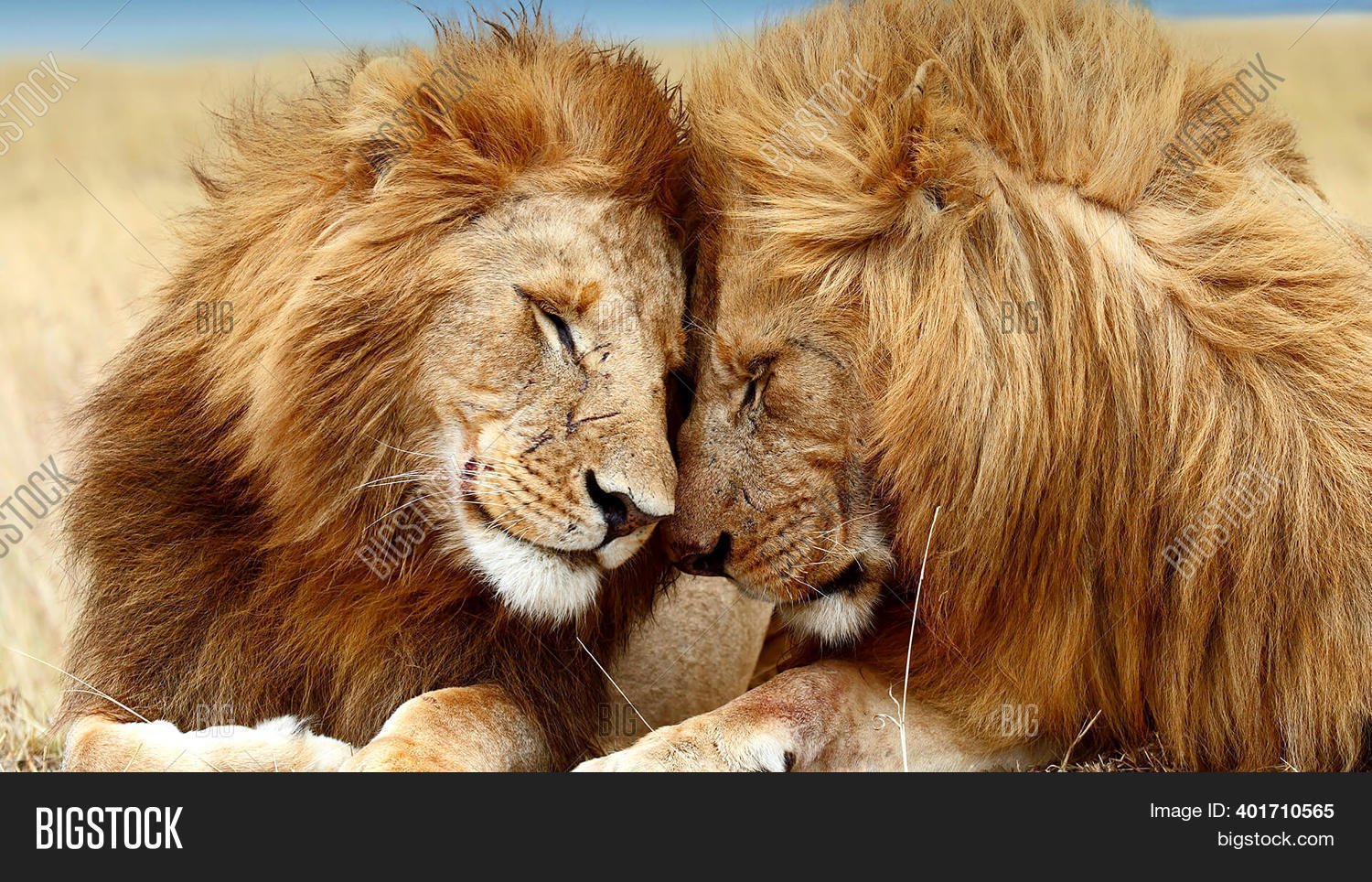 Embrace Love Two Lions Image & Photo (Free Trial) | Bigstock