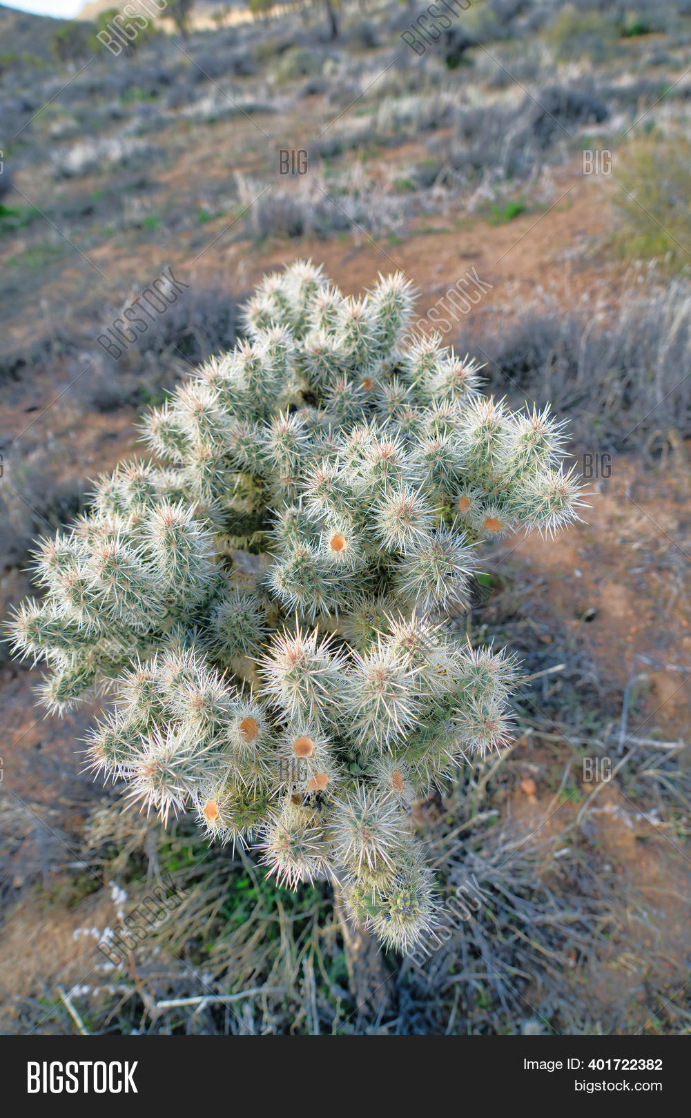 Small Joshua Tree Image & Photo (Free Trial) | Bigstock