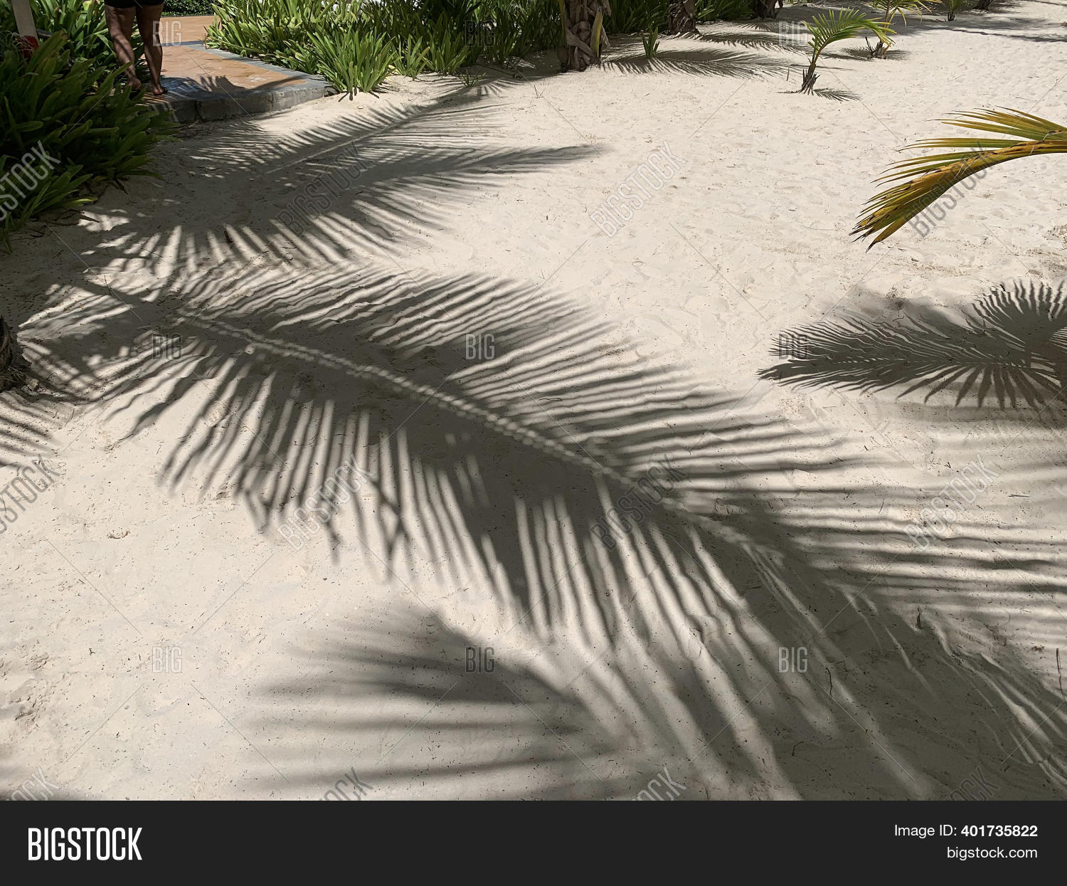 Shadows Palm Trees On Image & Photo (Free Trial) | Bigstock