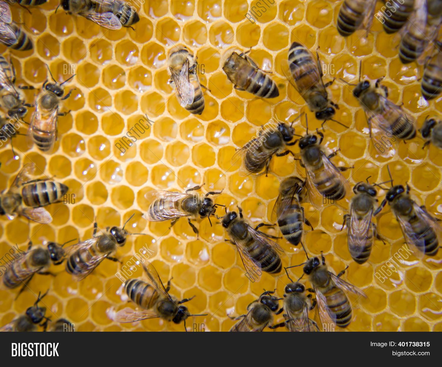 Busy Bees, Close View Image & Photo (Free Trial) | Bigstock
