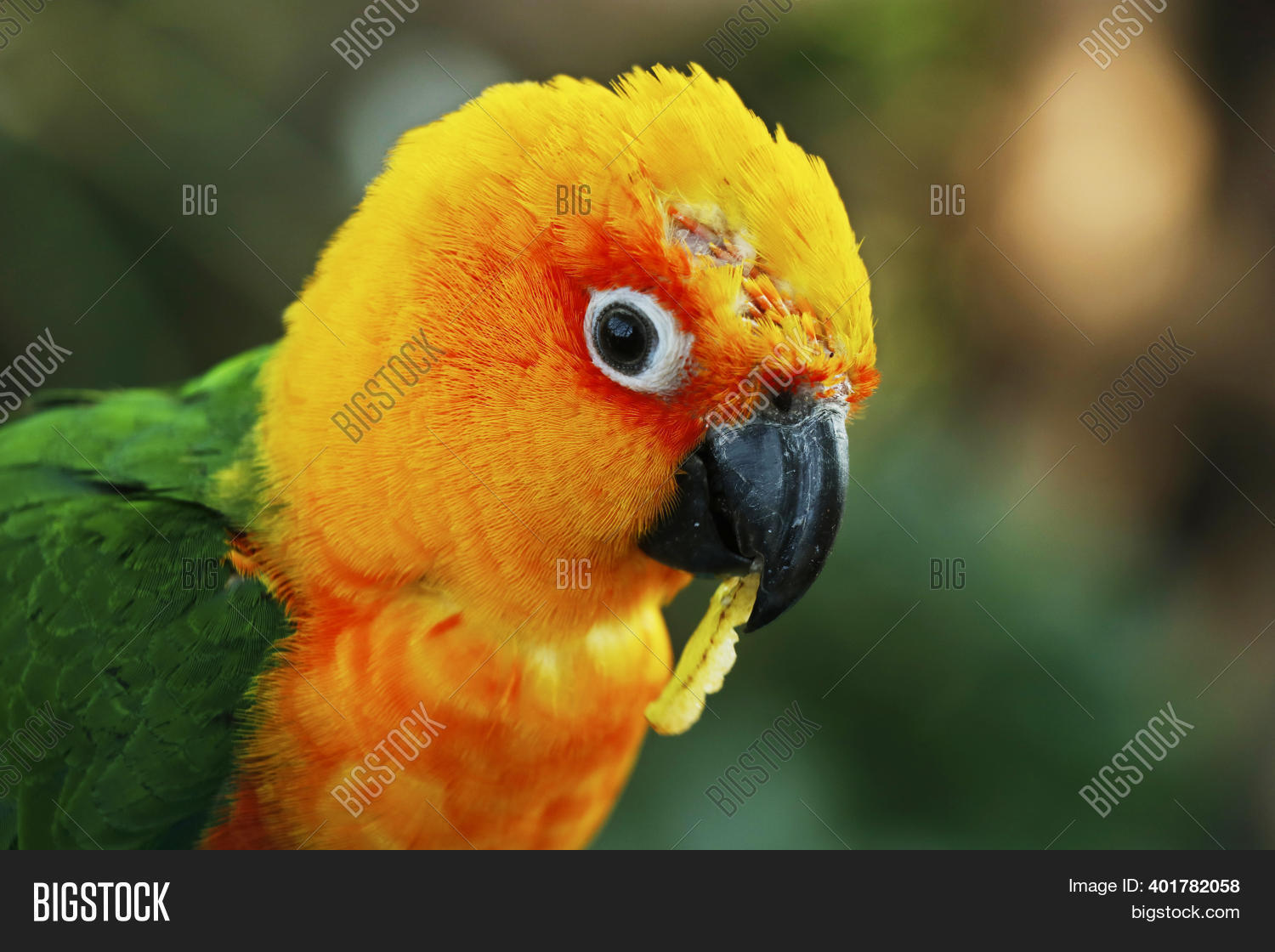 Sun Parakeet, Known Image & Photo (Free Trial) | Bigstock