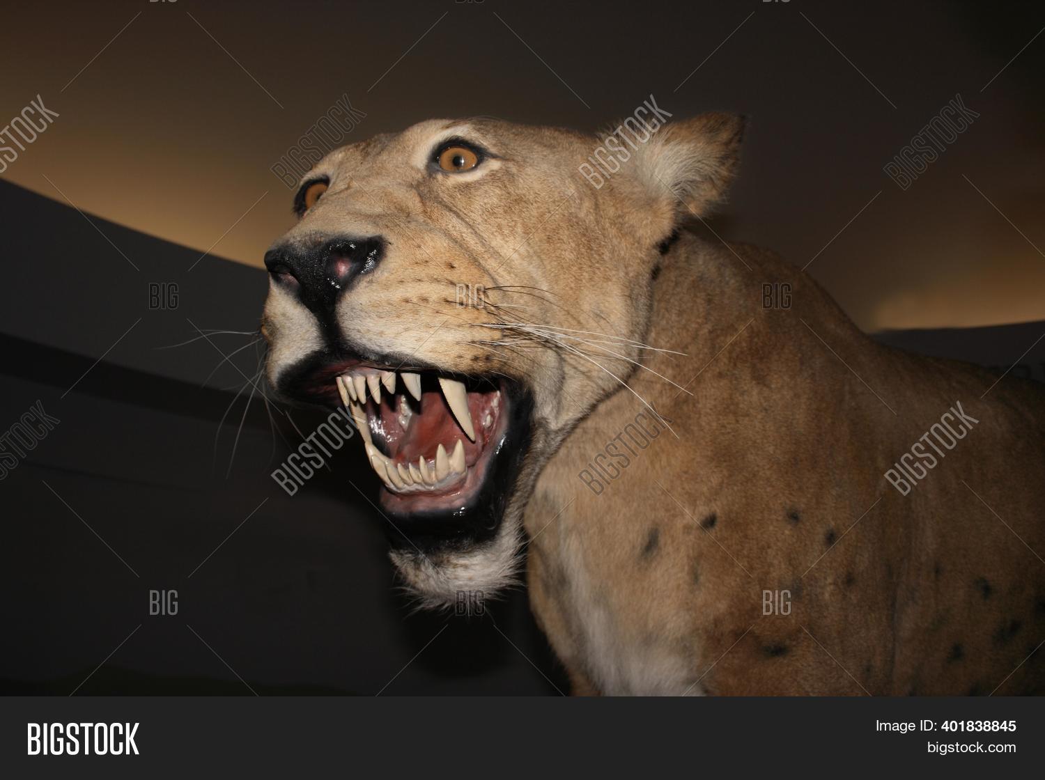 Scimitar Cat, Image & Photo (Free Trial) | Bigstock