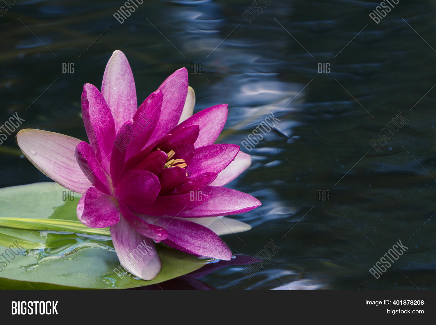Red Water Lily. Image & Photo (Free Trial) | Bigstock
