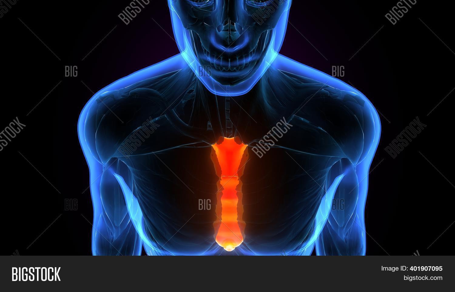 Human Skeleton Sternum Image & Photo (Free Trial) | Bigstock