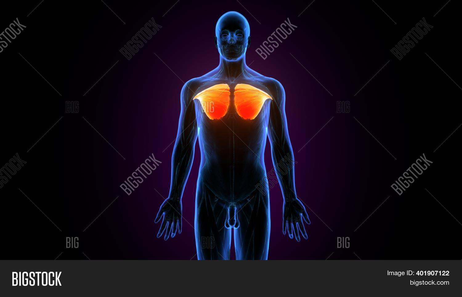 3d Rendered Human Image & Photo (Free Trial) | Bigstock