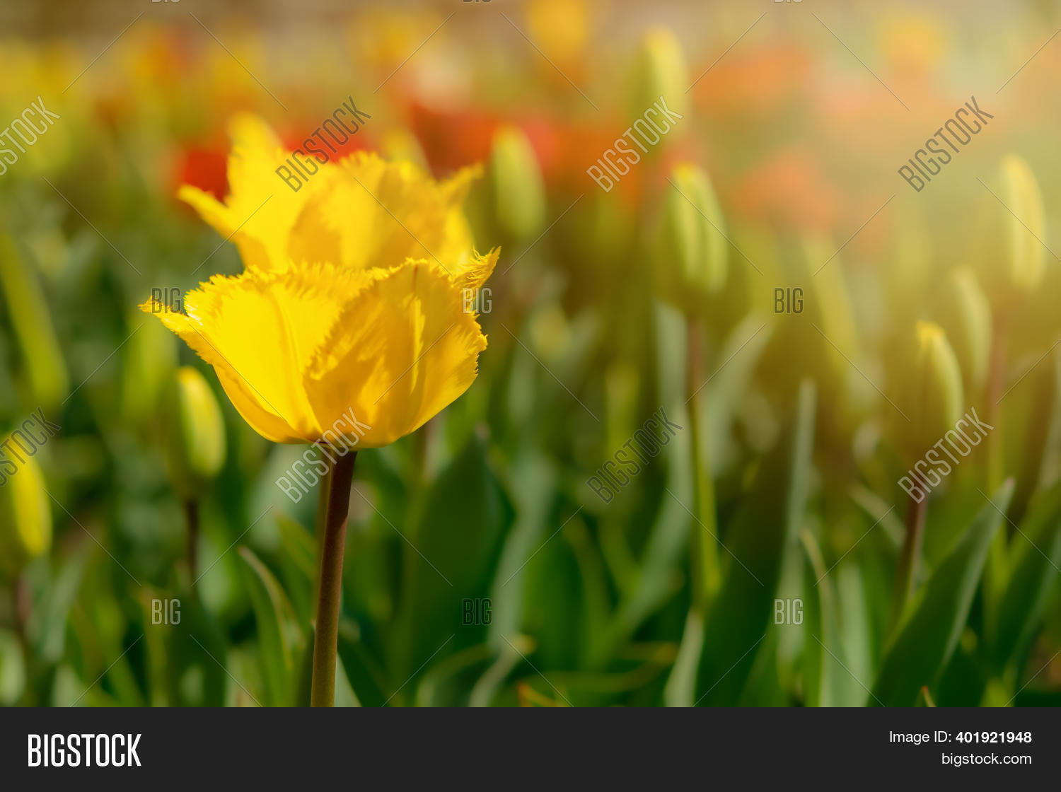Yellow Tulip Close- Image & Photo (Free Trial) | Bigstock