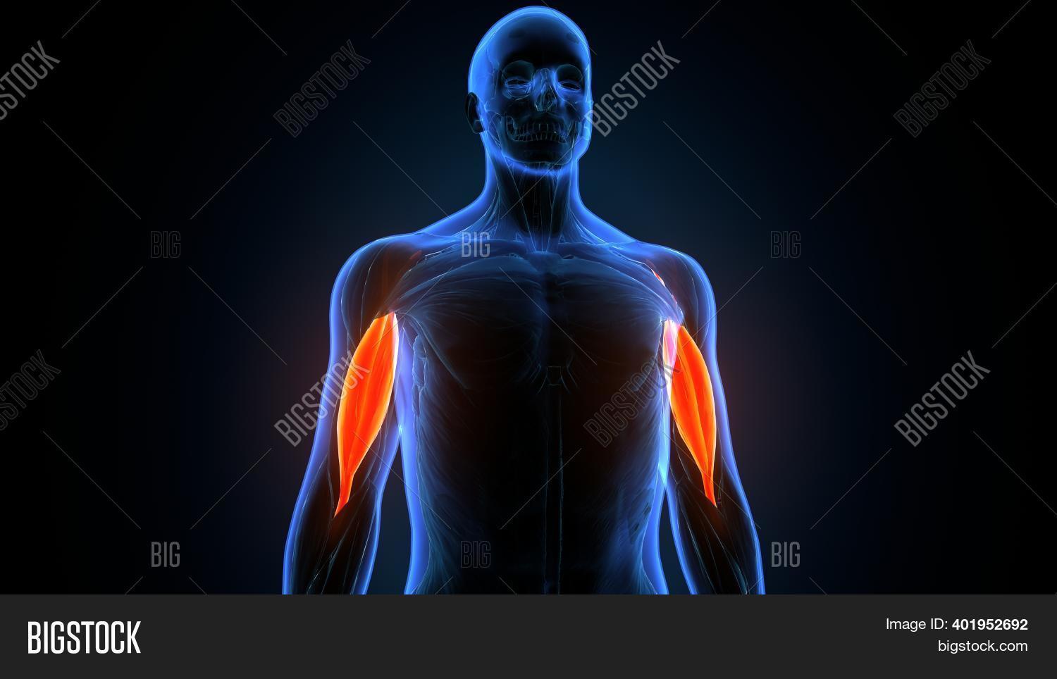 3d Illustration Human Image & Photo (Free Trial) | Bigstock