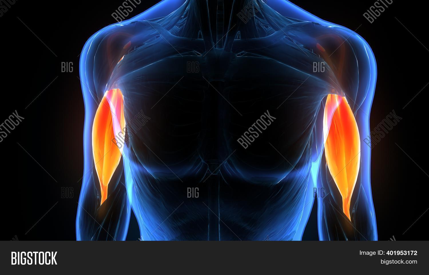 3d Illustration Human Image & Photo (Free Trial) | Bigstock