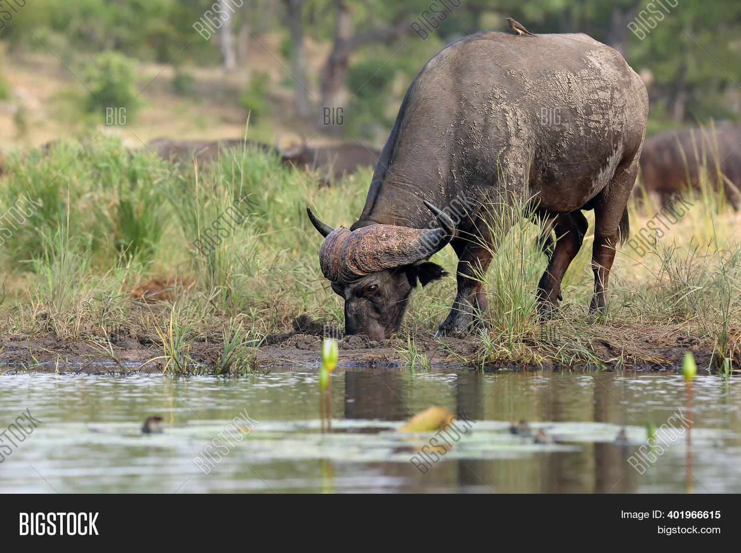 African Buffalo Cape Image & Photo (Free Trial) | Bigstock