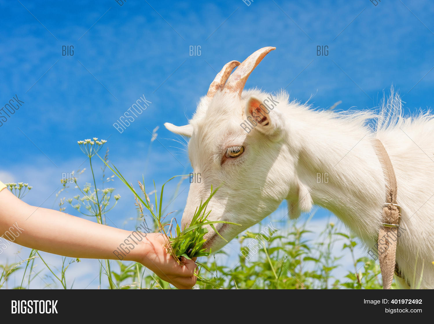White Goat Chewing Image & Photo (Free Trial) | Bigstock