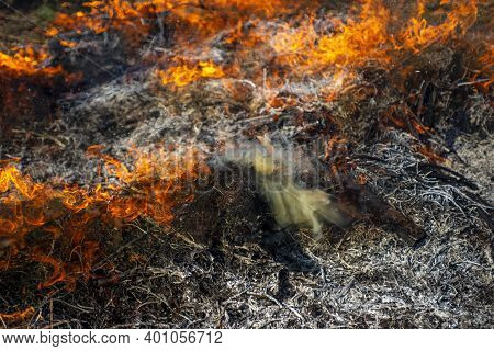 Wildfire. Disaster Image & Photo (Free Trial) | Bigstock