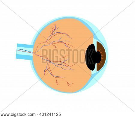 Anatomical Structure Vector & Photo (Free Trial) | Bigstock
