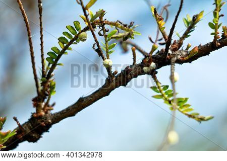 Sap – Sucking Image & Photo (Free Trial) | Bigstock