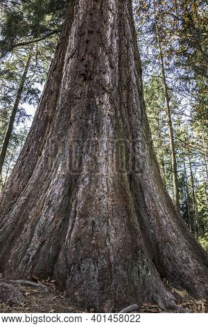 Big Huge Mammoth Tree Image & Photo (Free Trial) | Bigstock
