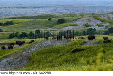Herd Bison Migrate Image & Photo (Free Trial) | Bigstock