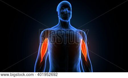 3d Illustration Human Image & Photo (Free Trial) | Bigstock