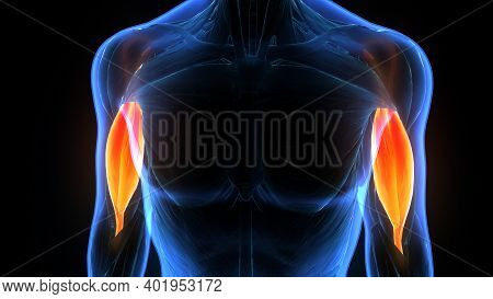 3d Illustration Human Image & Photo (Free Trial) | Bigstock