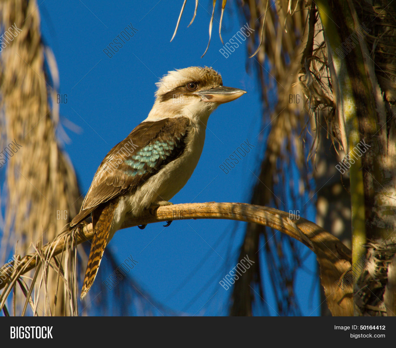 Kookaburra Image & Photo (Free Trial) | Bigstock