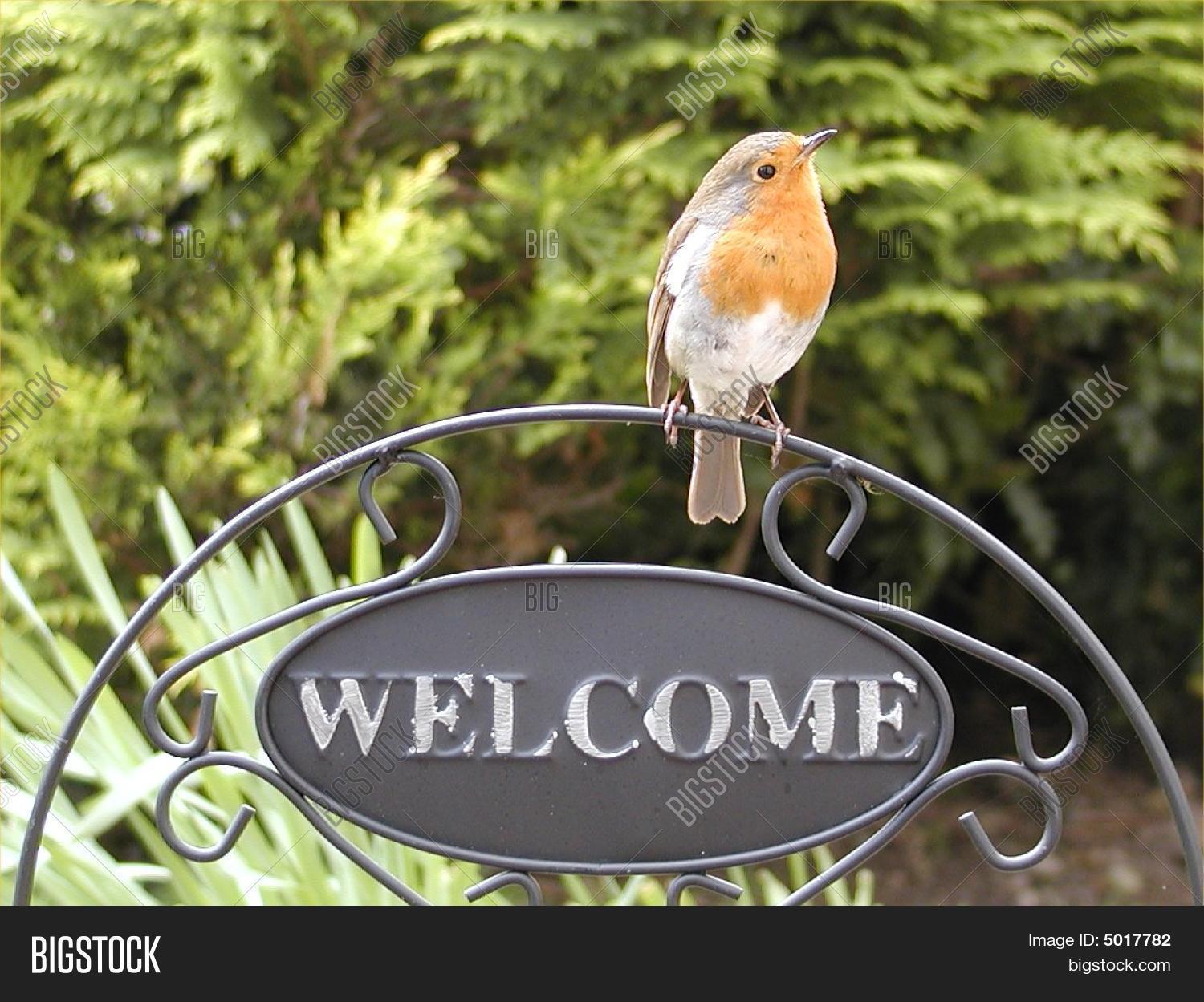 Robin_welcome Image & Photo (Free Trial) | Bigstock