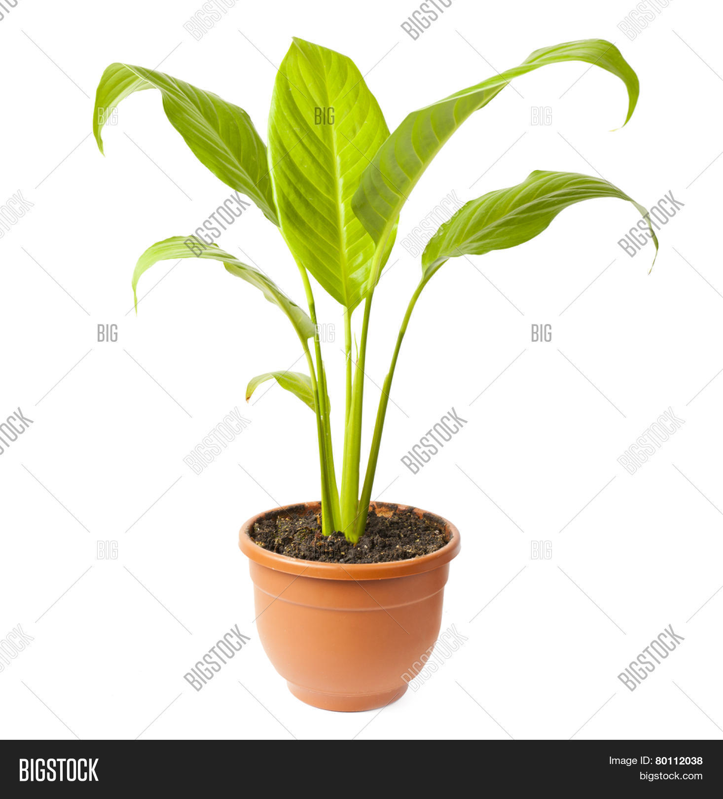 House Plant Potted Image & Photo (Free Trial) | Bigstock