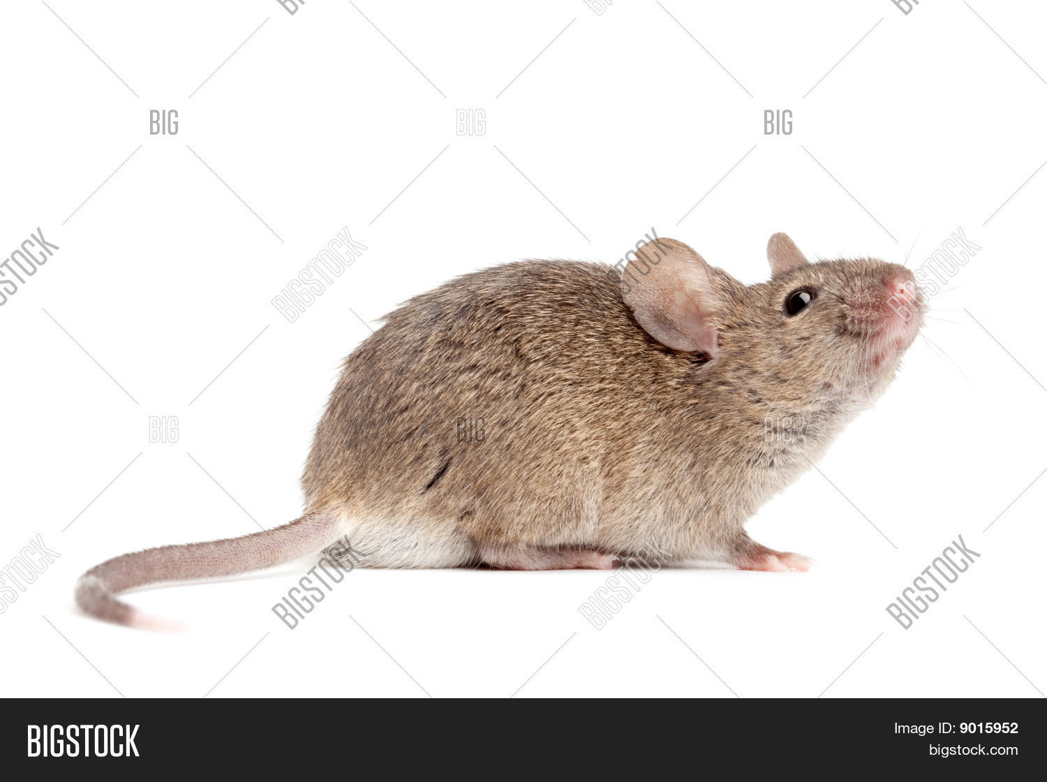 Mouse Close Isolated Image & Photo (Free Trial) | Bigstock