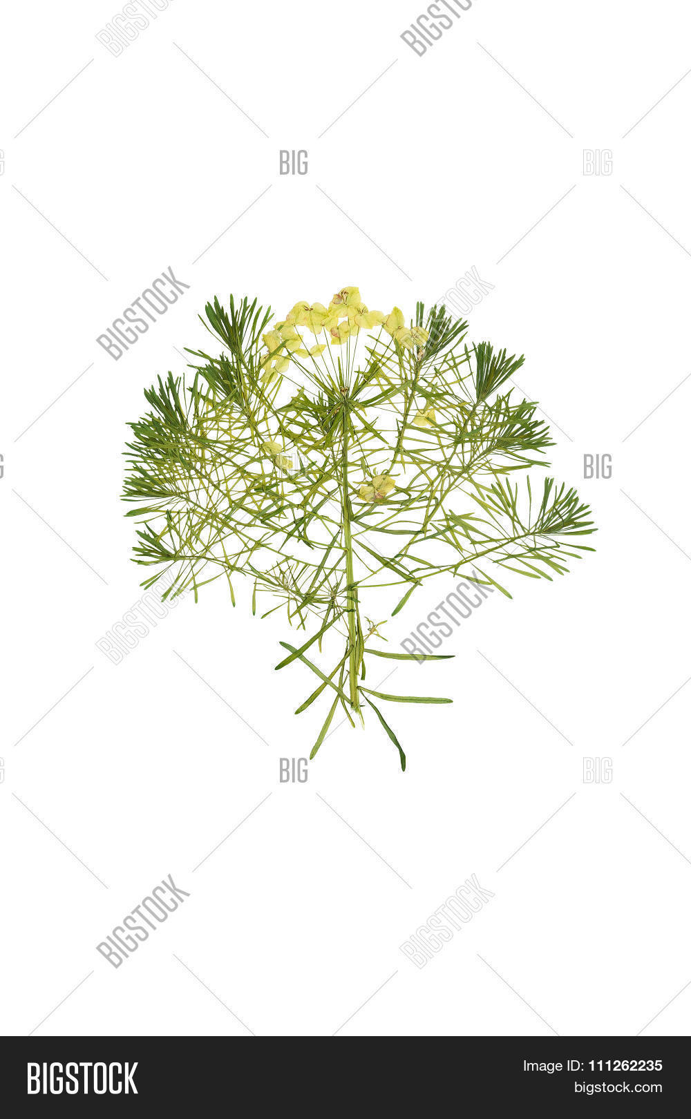 Pressed Dried Bush Image & Photo (Free Trial) | Bigstock