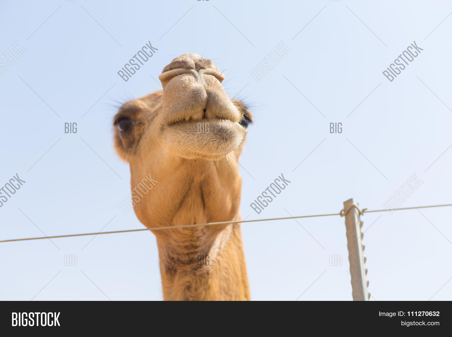 Wild Camel Chewing Image & Photo (Free Trial) | Bigstock