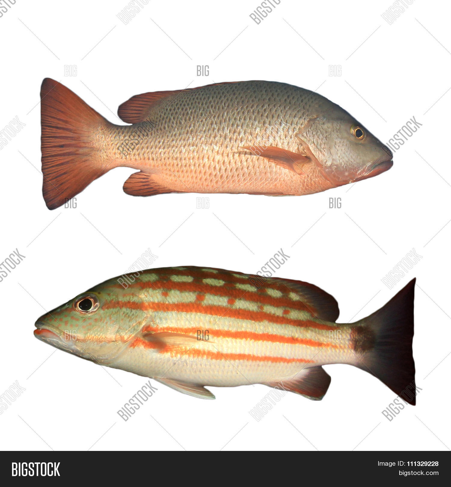Snapper Fish Isolated Image & Photo (Free Trial) | Bigstock