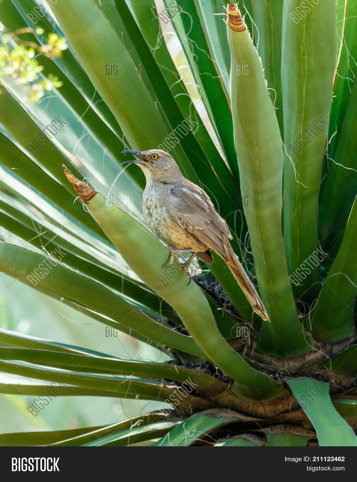 Curved-Billed Thrasher Image & Photo (Free Trial) | Bigstock