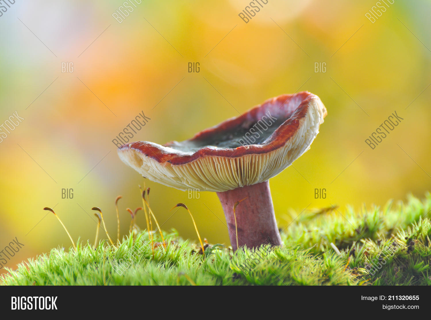 Red Russula Mushroom Image & Photo (Free Trial) | Bigstock