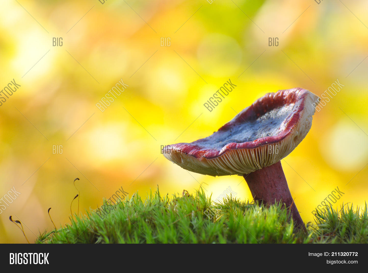 Red Russula Mushroom Image & Photo (Free Trial) | Bigstock