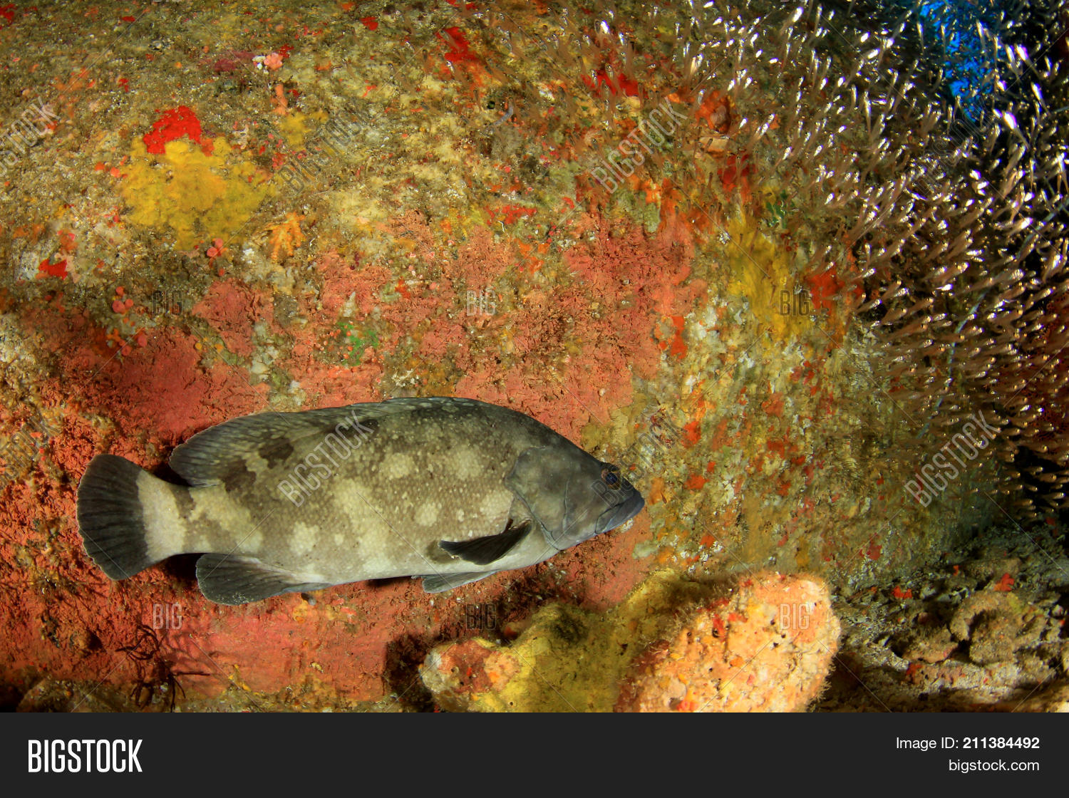 Grouper Fish Image & Photo (Free Trial) | Bigstock