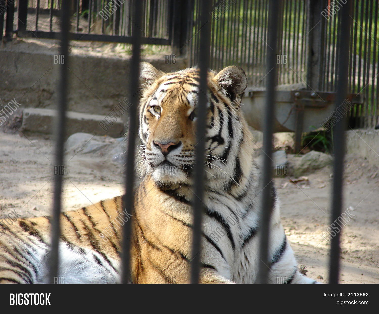 Tiger Behind Bars Image & Photo (Free Trial) | Bigstock