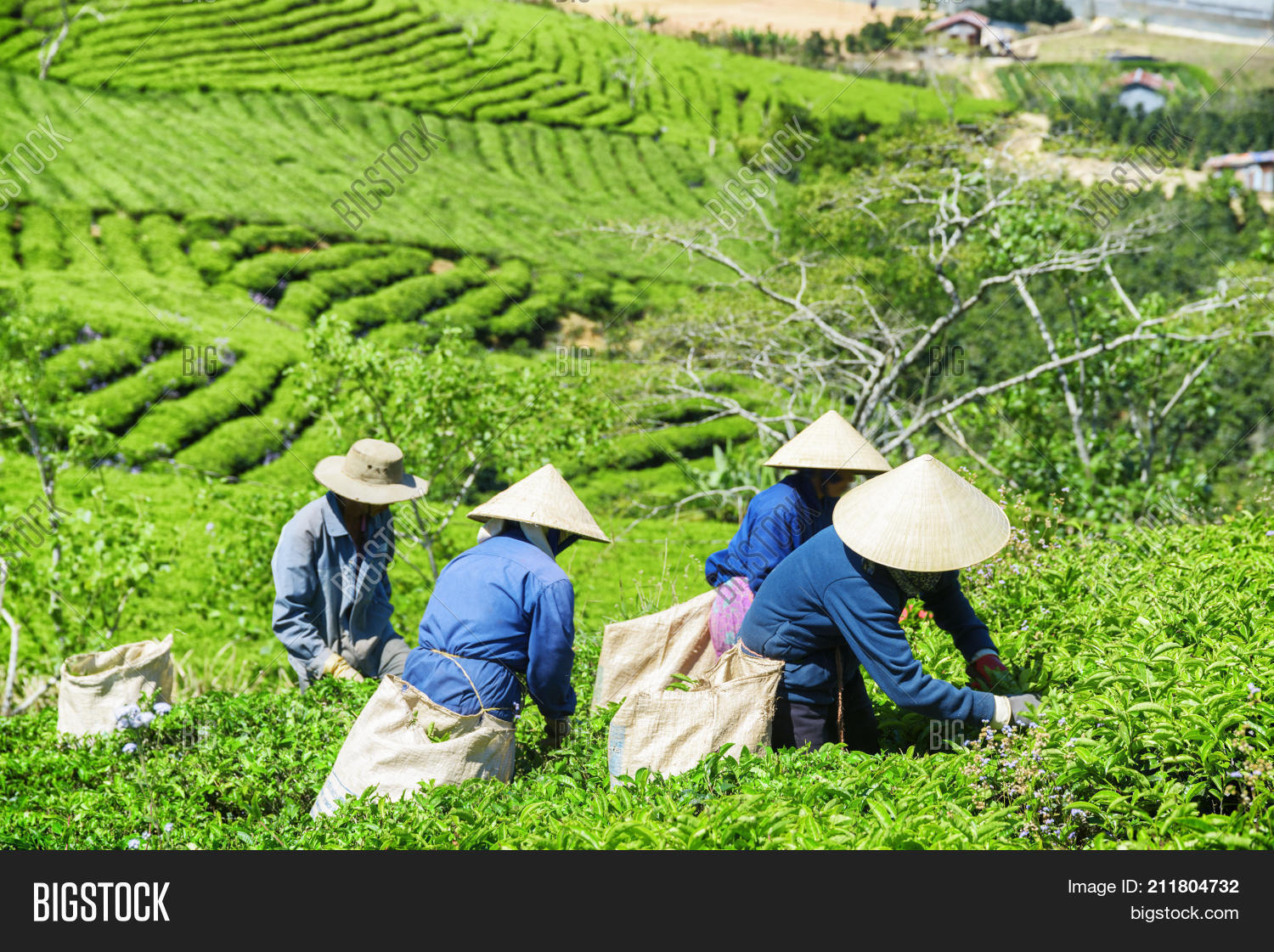 Tea Pickers Image & Photo (Free Trial) | Bigstock
