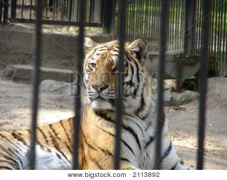 Tiger Behind Bars Image & Photo (Free Trial) | Bigstock