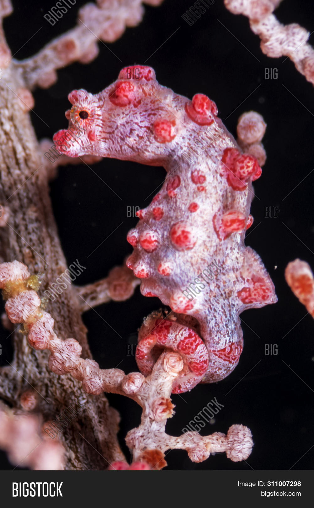 Pygmy Seahose Black Image & Photo (Free Trial) | Bigstock