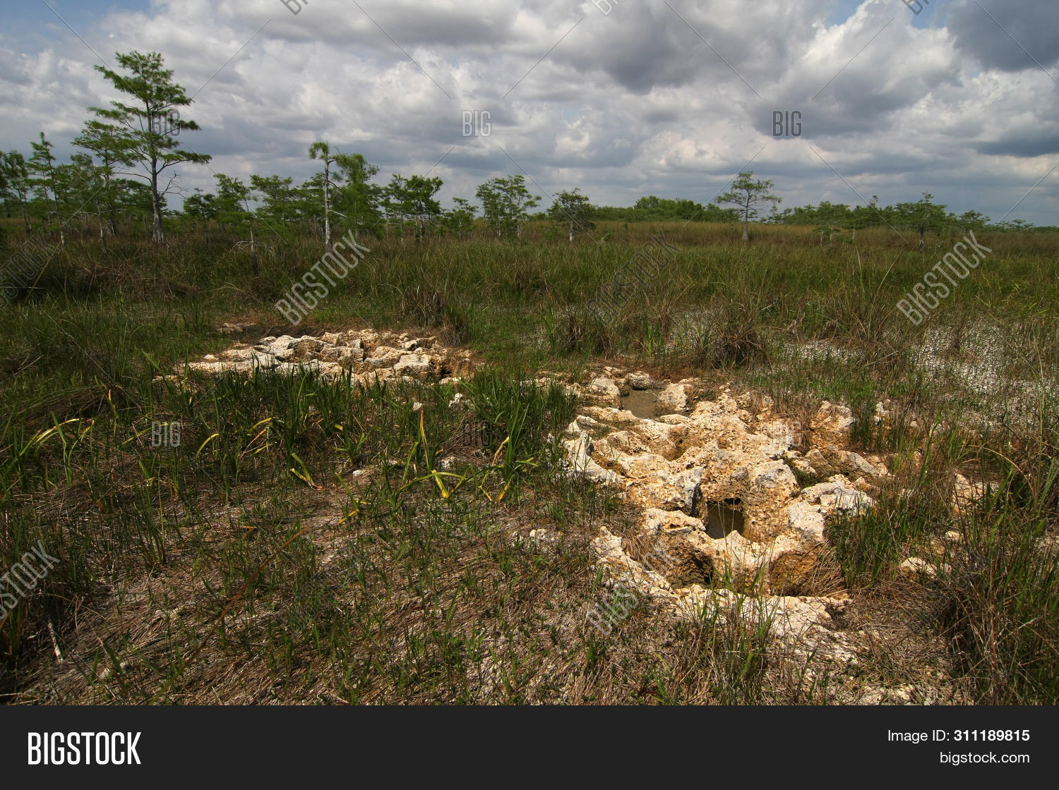 Everglades Limestone Image & Photo (Free Trial) | Bigstock