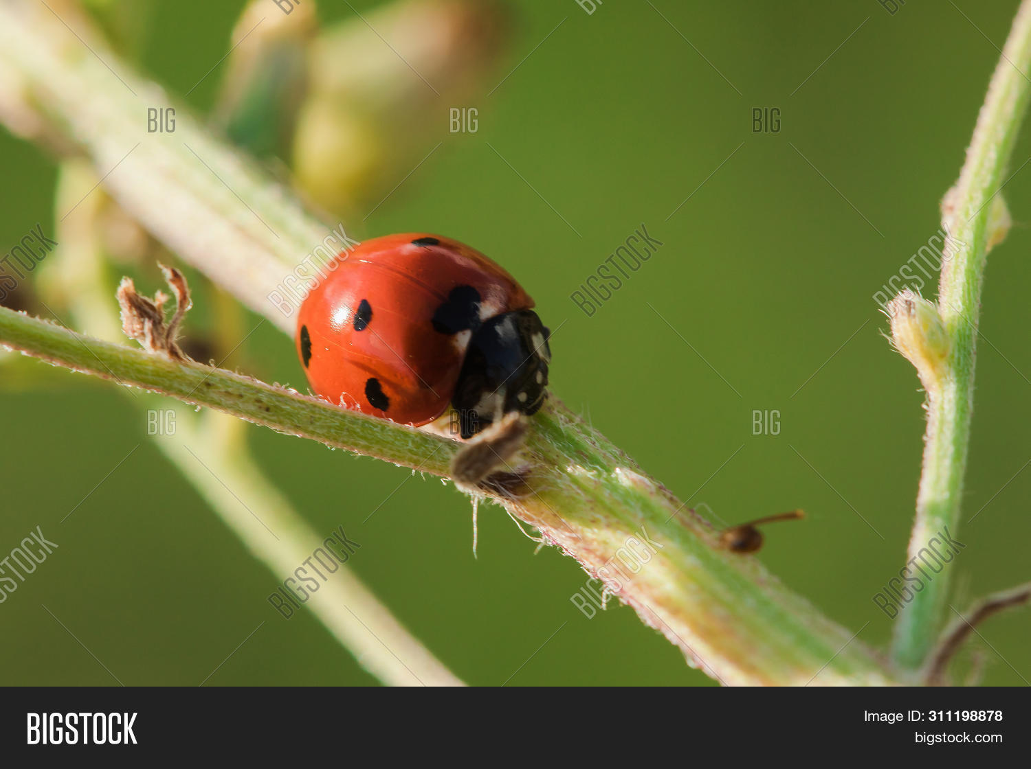 Ladybug On Tree Image & Photo (Free Trial) | Bigstock
